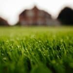 Premium Quality Medallion Turf | Buy Turf Online | Rolawn
