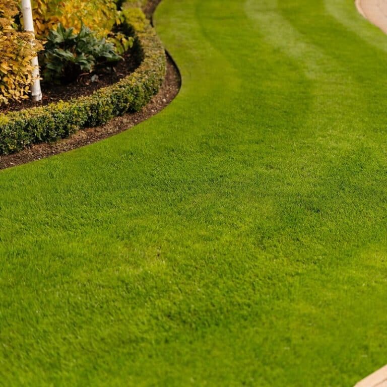 Turf | Finest Quality Medallion Turf From Rolawn