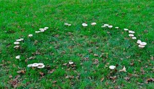 Fairy Rings In Your Lawn