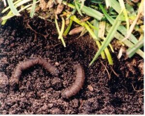 Leatherjacket Larvae in Lawns | Rolawn