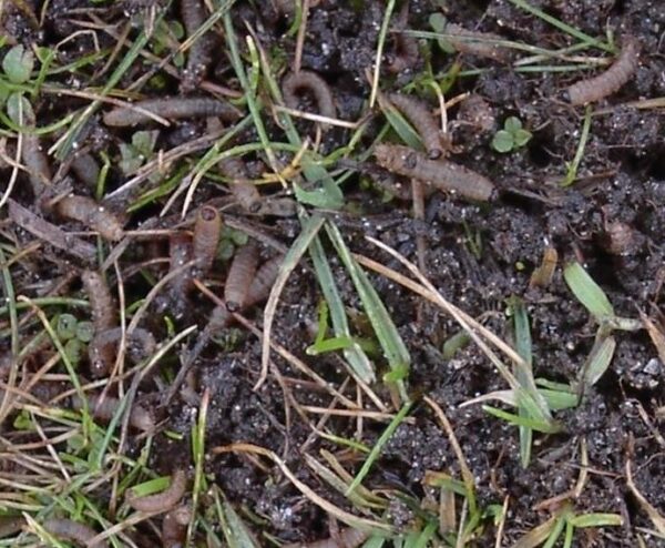 Bibionid Flies (Fever Fly, St Marks Fly) | Rolawn