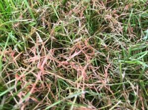 Red Thread Disease In Lawns