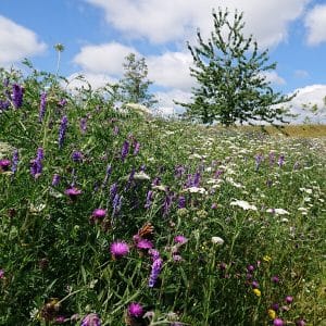 Landscape 34 Wildflower Turf | Contains 32 Native Species |Rolawn