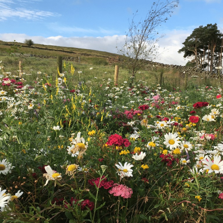 Wildflower Turf Enquiry Form | Rolawn